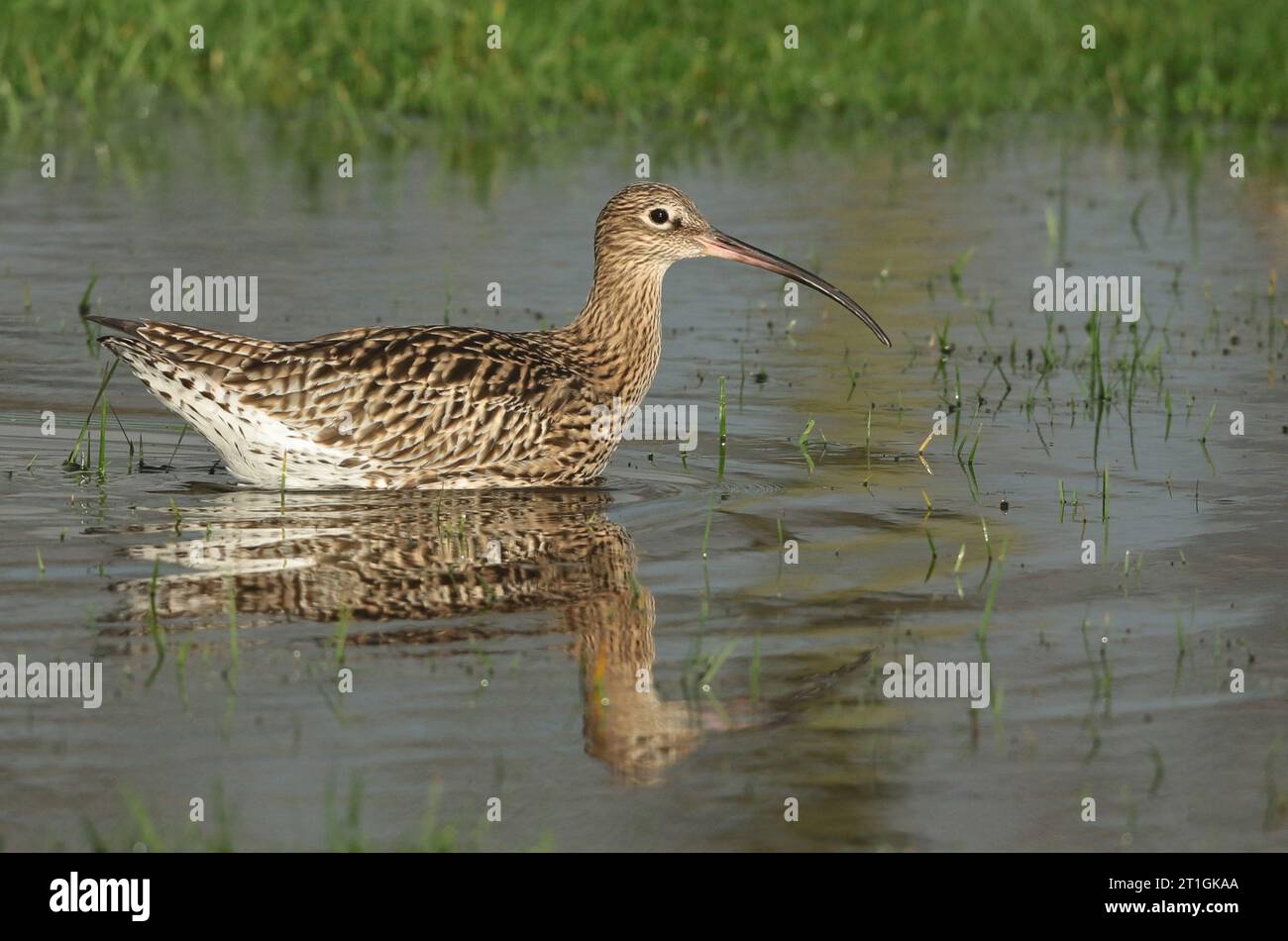western curlew, Eurasian curlew, common curlew (Numenius arquata ...