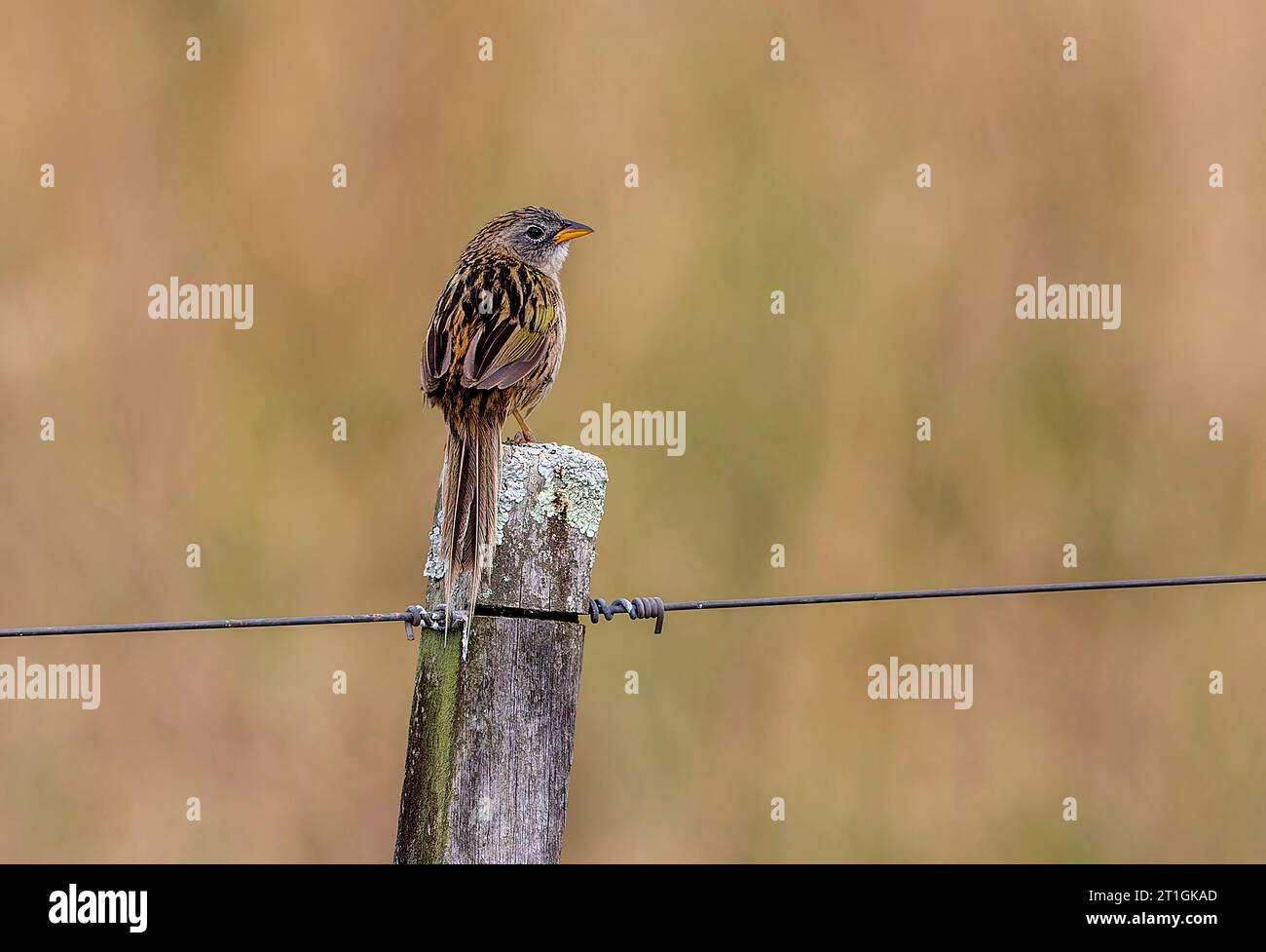 Grey-cheeked Grass-Finch, Lesser grass finch (Emberizoides ypiranganus ...
