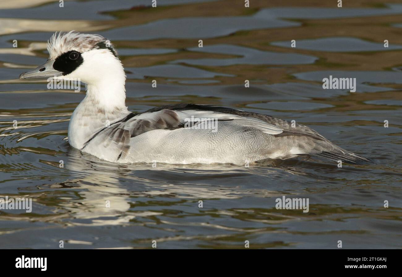 smew (Mergellus albellus, Mergus albellus), swimming young drake, side ...