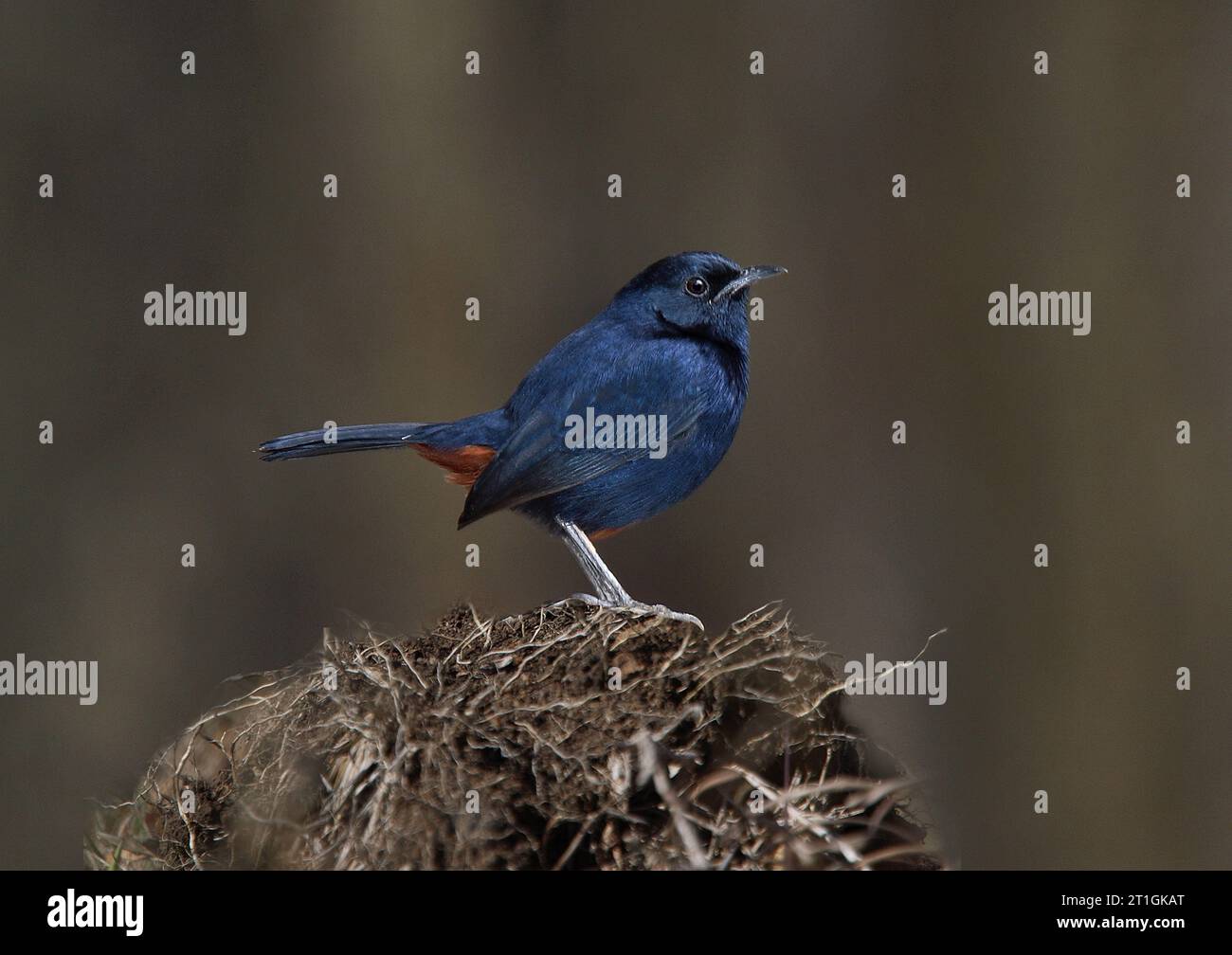 Indian robin (Saxicoloides fulicatus leucopterus, Saxicoloides ...