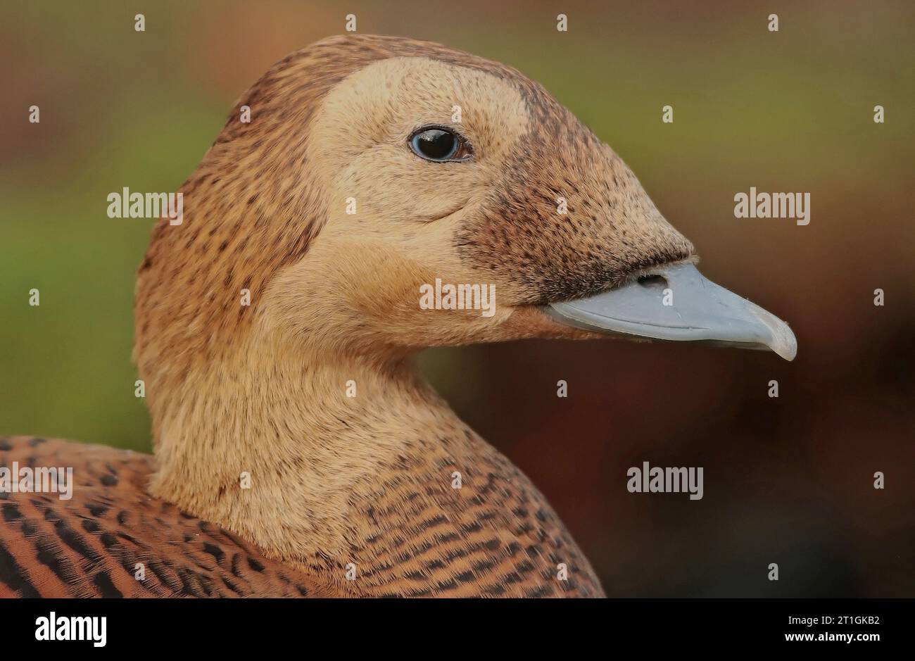 spectacled eider (Somateria fischeri), female, portrait, Netherlands ...