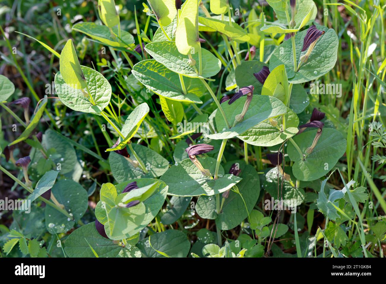 smearwort, round-leaved birthwort (Aristolochia rotunda), blooming ...