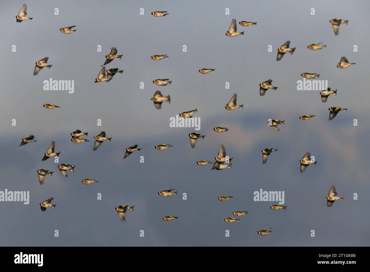 Eurasian goldfinch (Carduelis carduelis), flock of goldfinches, Italy ...