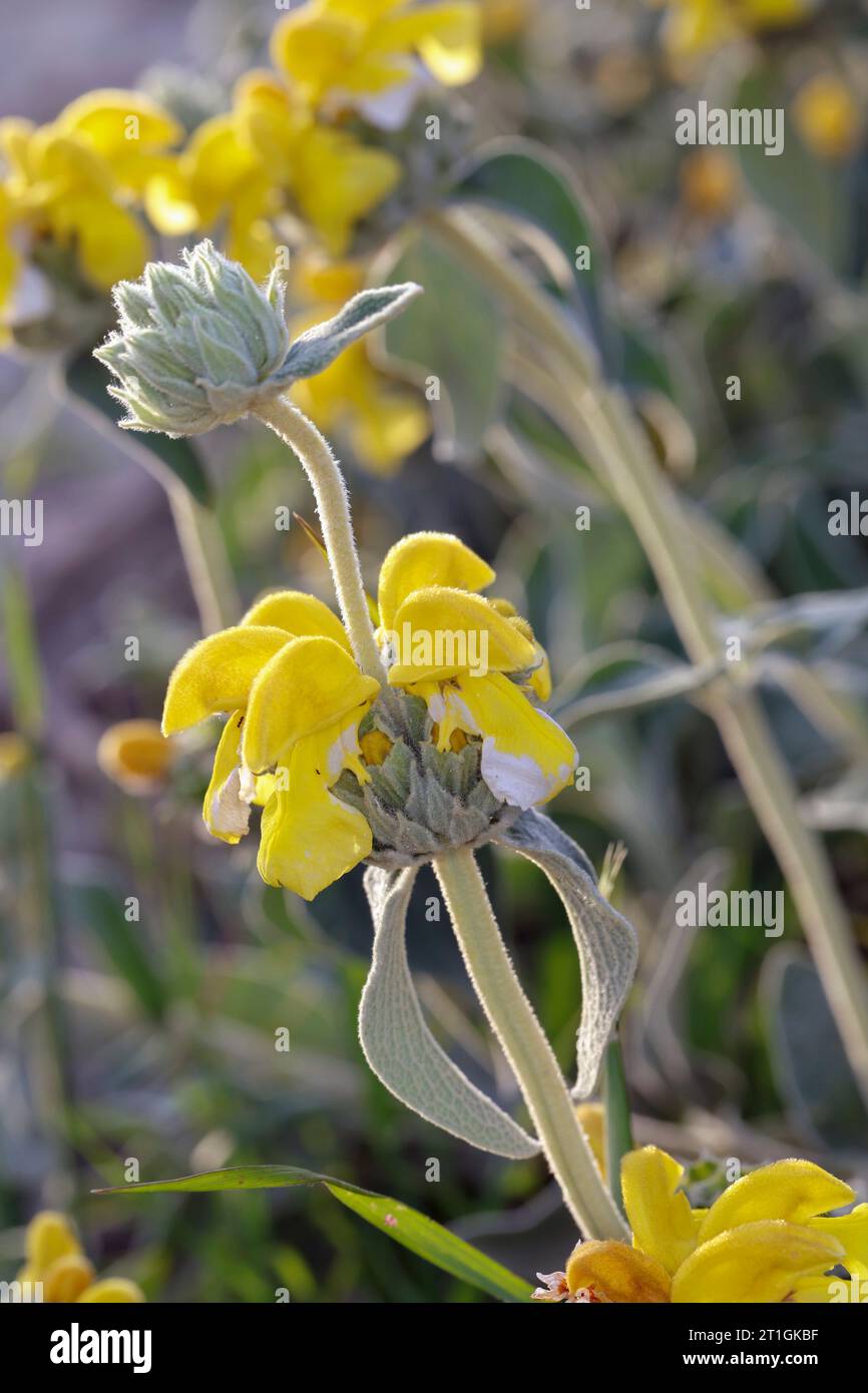 jerusalem sage (Phlomis fruticosa), blooming, Croatia Stock Photo - Alamy