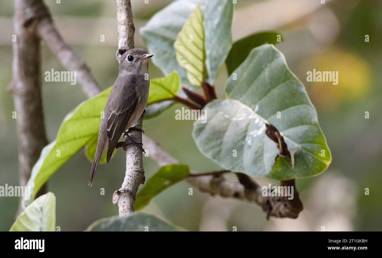 Asian brown flycatchers hi-res stock photography and images - Alamy