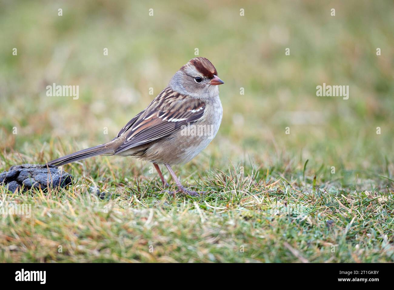 White-crowned sparrow (Zonotrichia leucophrys), First-winter White ...