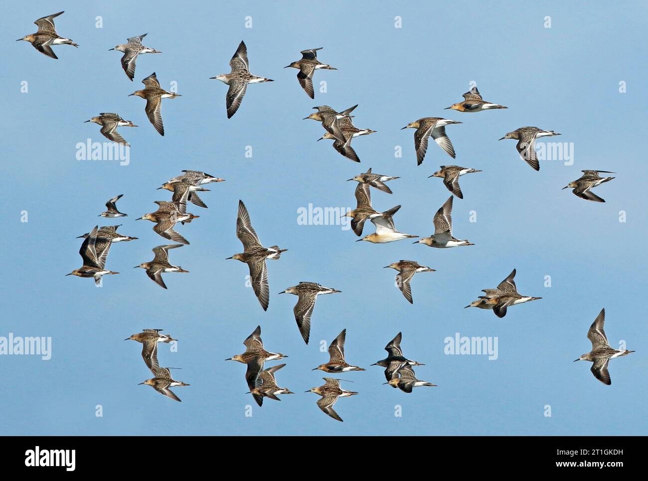 Ruff philomachus pugnax volando hi-res stock photography and images - Alamy