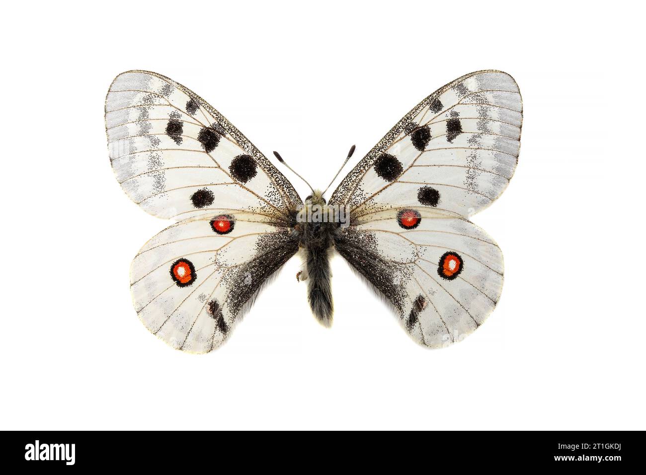 apollo (Parnassius apollo), male, upper side, cut out Stock Photo - Alamy