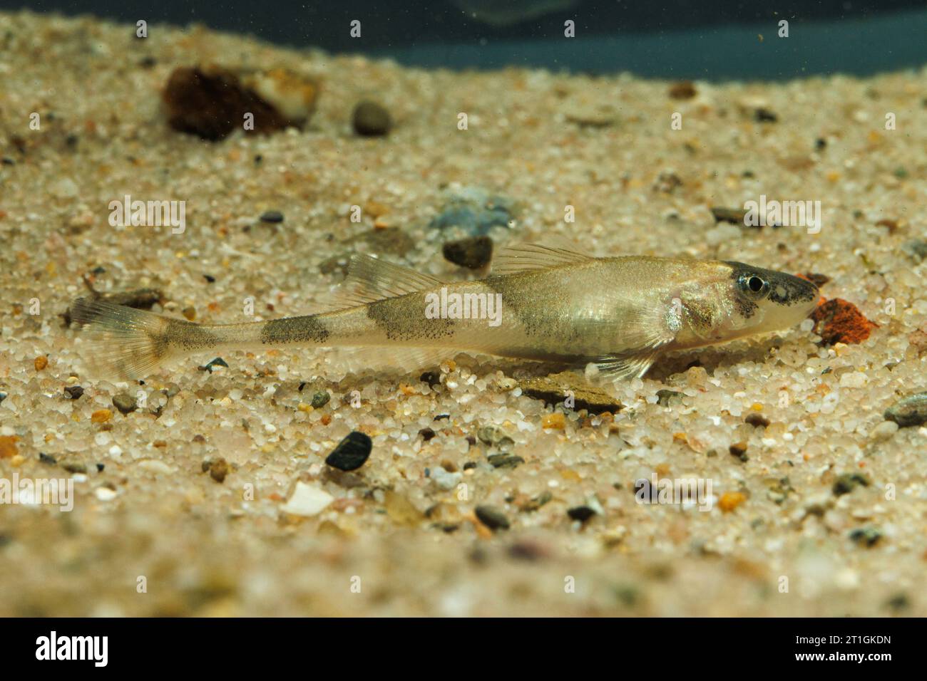 zingel (Zingel zingel), juvenile, 3 months after first feeding, 5 cm ...