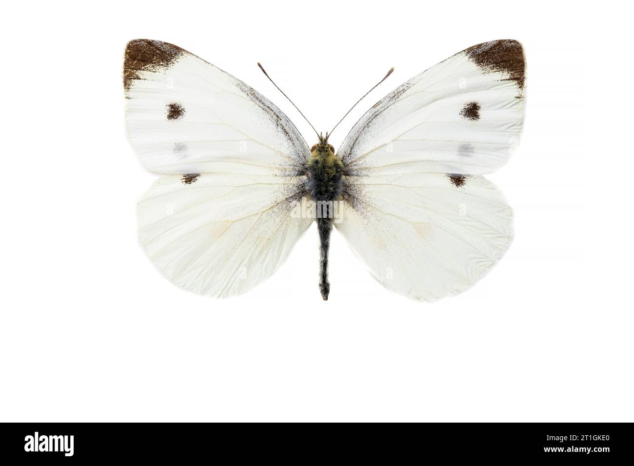 Small white, Cabbage butterfly, Imported cabbageworm (Pieris rapae ...