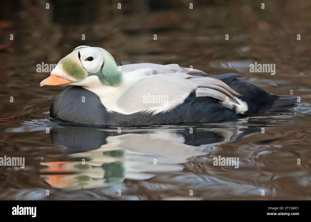 Male spectacled eider somateria hi-res stock photography and images - Alamy
