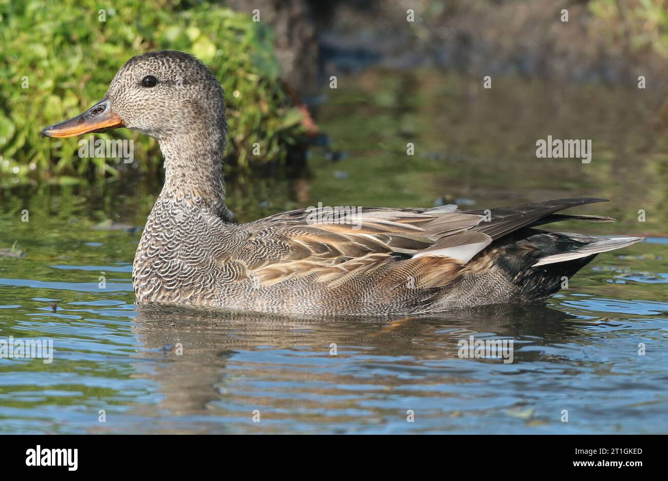 gadwall (Anas strepera, Mareca strepera), young drake swimming on a ...