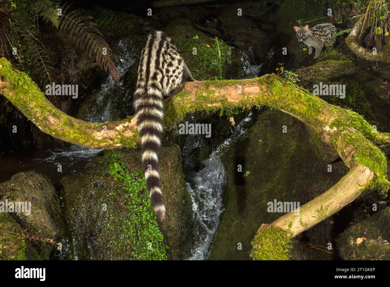Small-spotted genet, Common genet (Genetta genetta), climbing over a ...