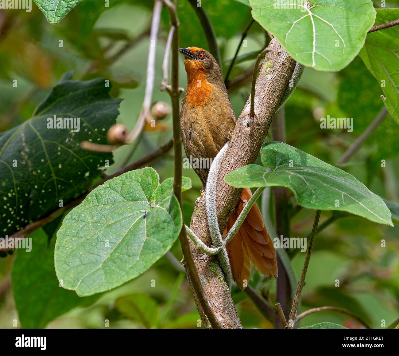 red-eyed thornbird, orange-eyed thornbird (Phacellodomus ...