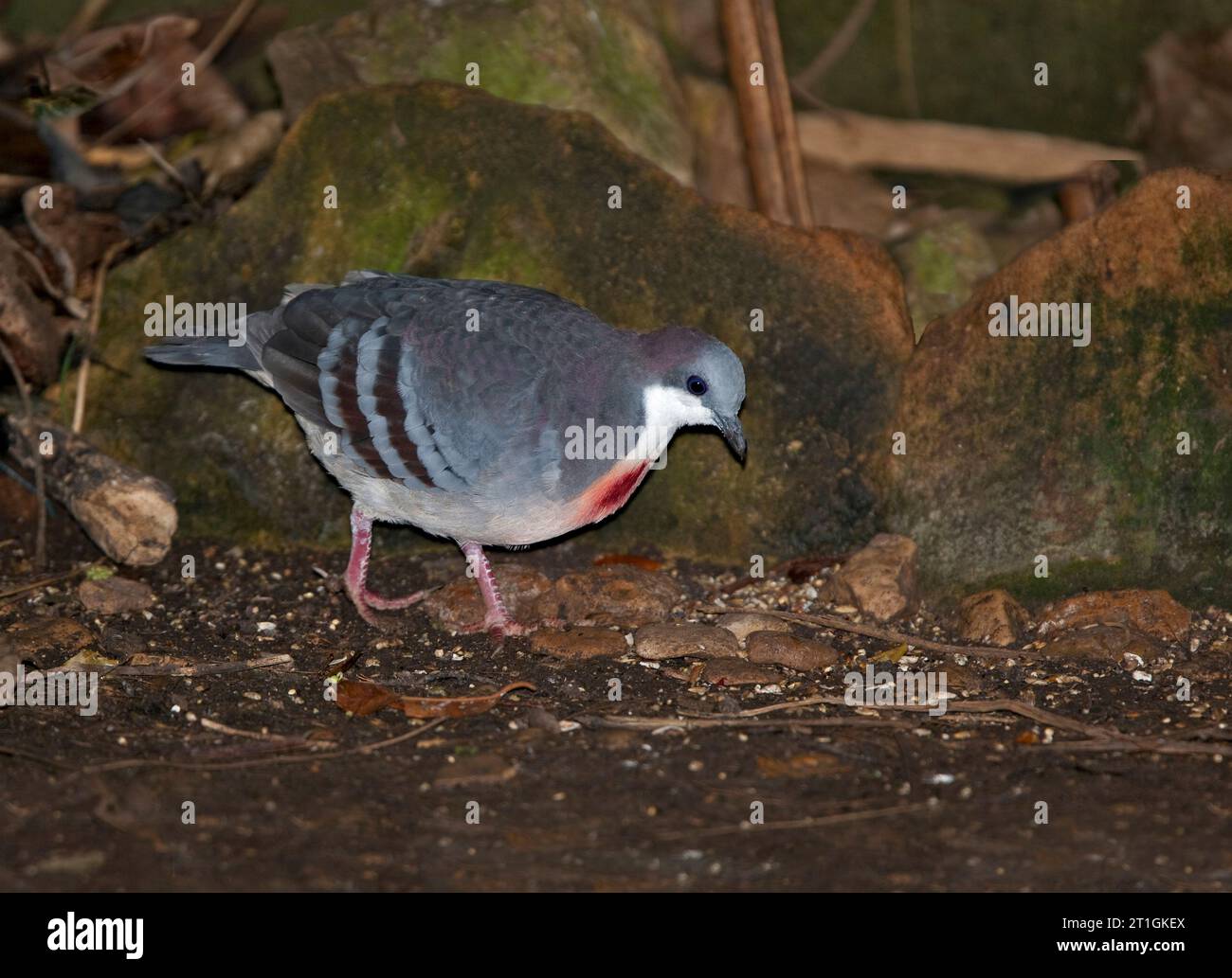 luzon bleeding heart (Gallicolumba luzonica), foraging in the forest of ...
