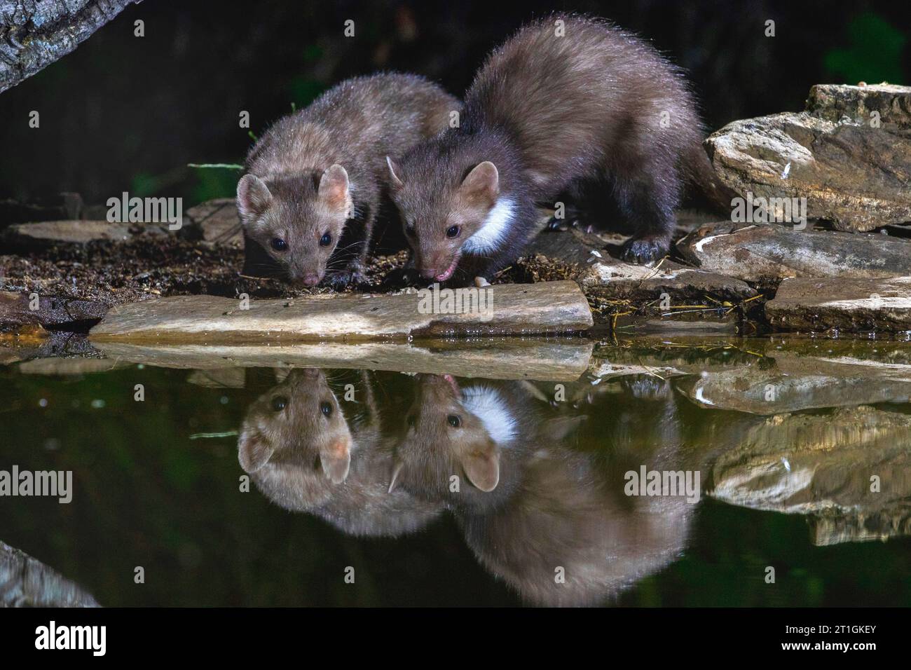 Beech marten, Stone marten, White breasted marten, house marten (Martes ...