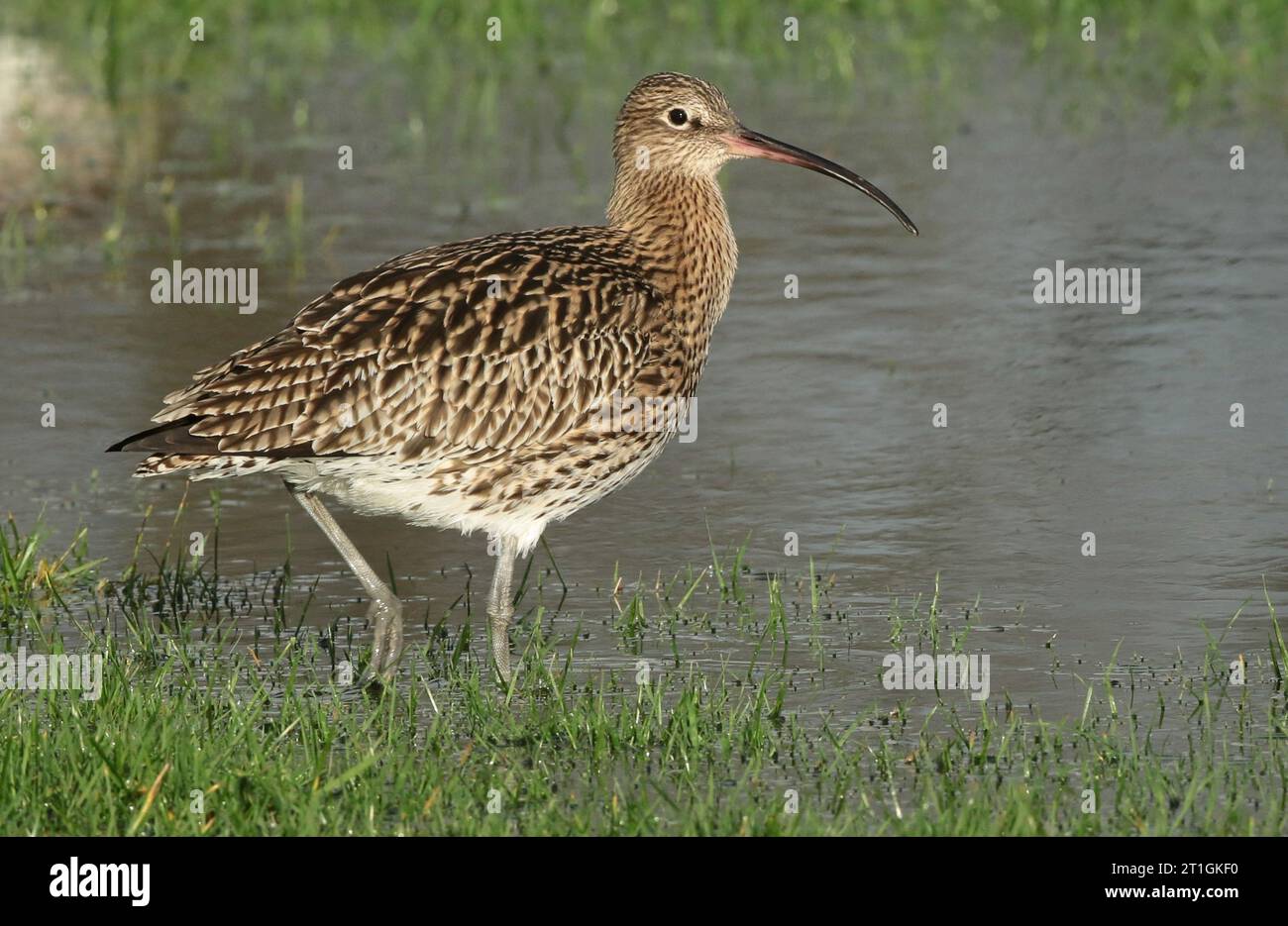 western curlew, Eurasian curlew, common curlew (Numenius arquata ...