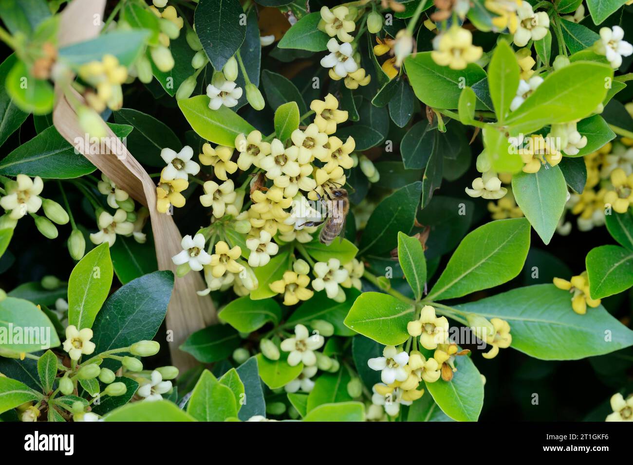 Australian Lorel, Mock Orange, Tobira, Japanese pittosporum, Japanese ...