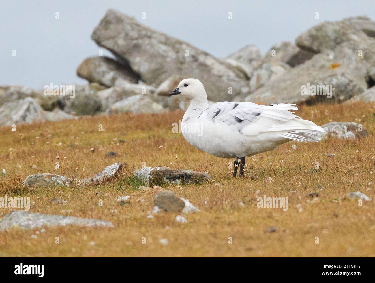 barnacle goose (Branta leucopsis), leucistic Barnacle Goose, United ...
