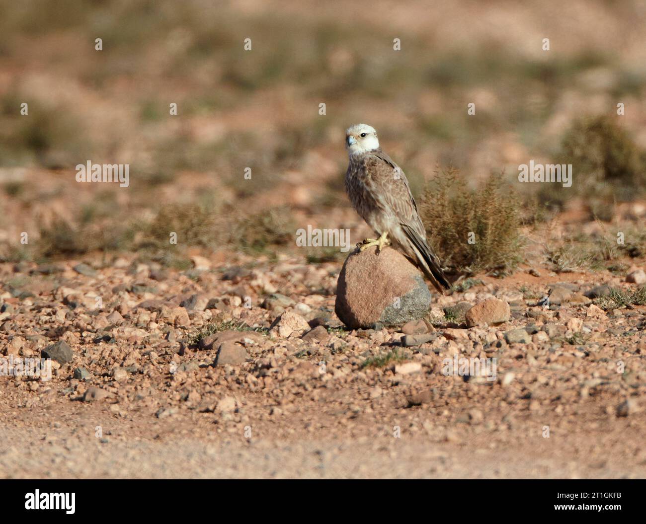 lanner falcon (Falco biarmicus), sitting on the ground at Tagdilt Track ...