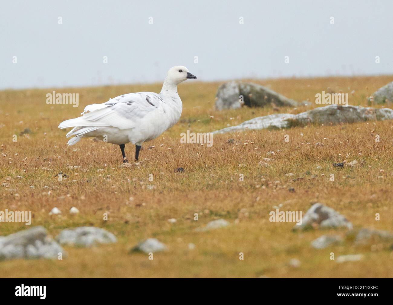 barnacle goose (Branta leucopsis), leucistic Barnacle Goose, United ...