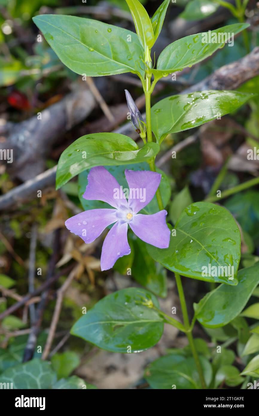 greater periwinkle (Vinca major), blooming, Croatia Stock Photo - Alamy