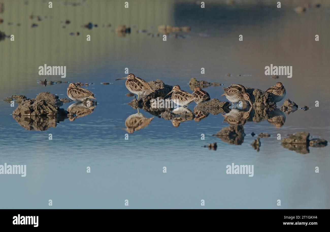 common snipe (Gallinago gallinago), troop in shallow water, Netherlands ...