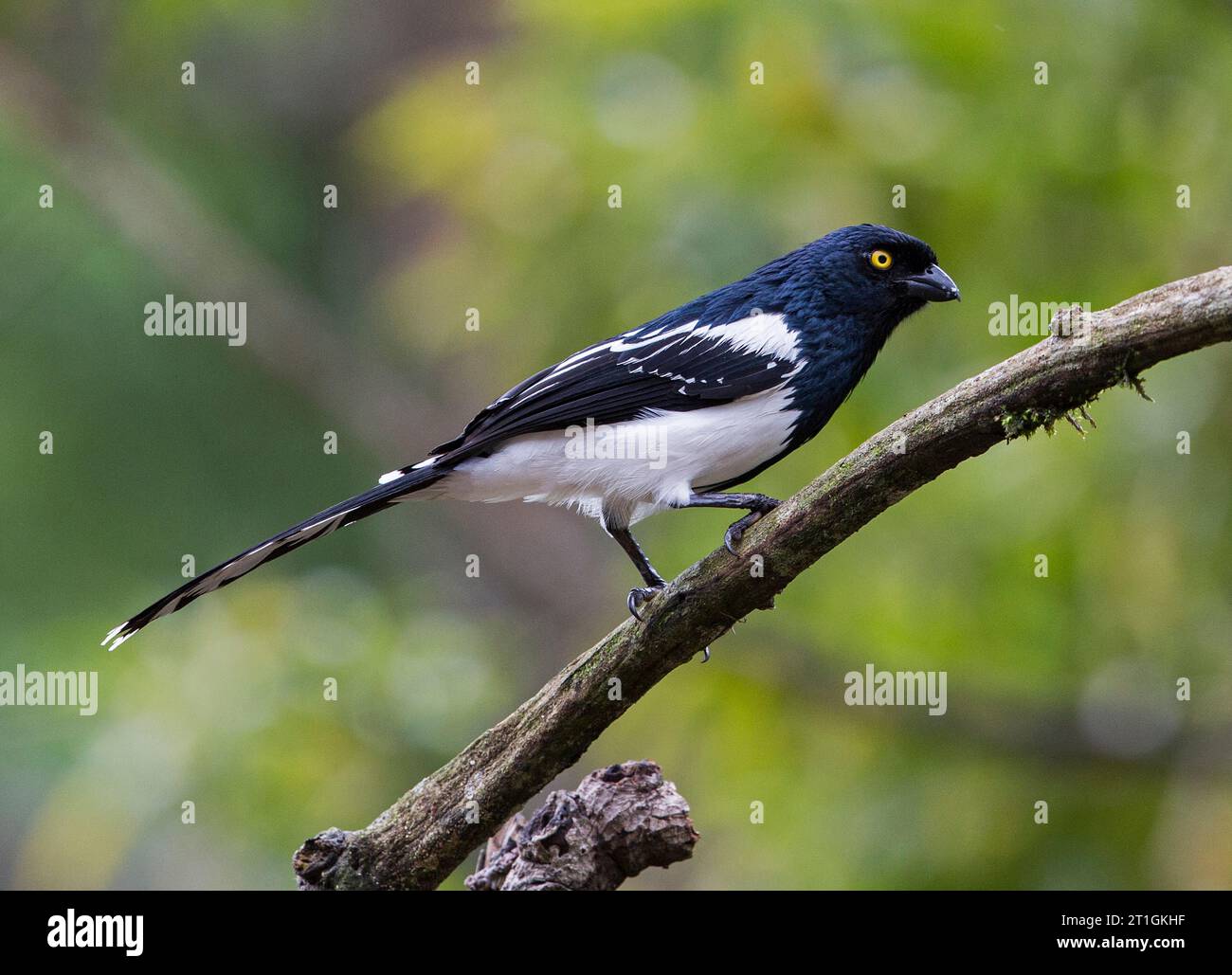 Magpie Tanager (Cissopis leverianus major, Cissopis major), perched on ...