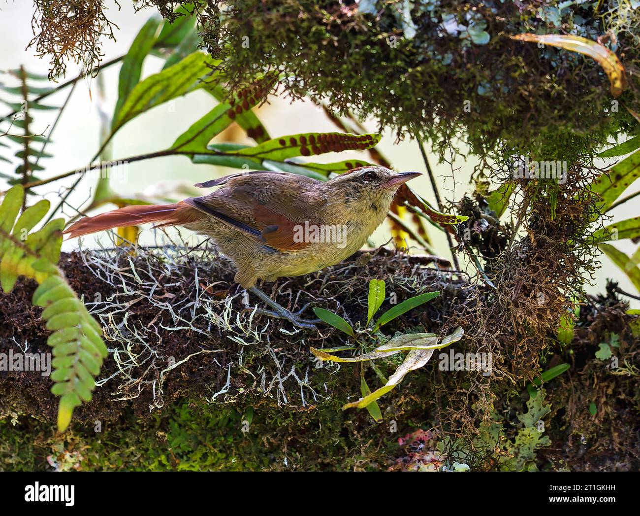 Pallid spinetail hi-res stock photography and images - Alamy