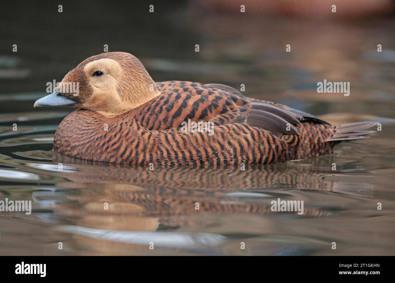 spectacled eider (Somateria fischeri), swimming female, side view ...