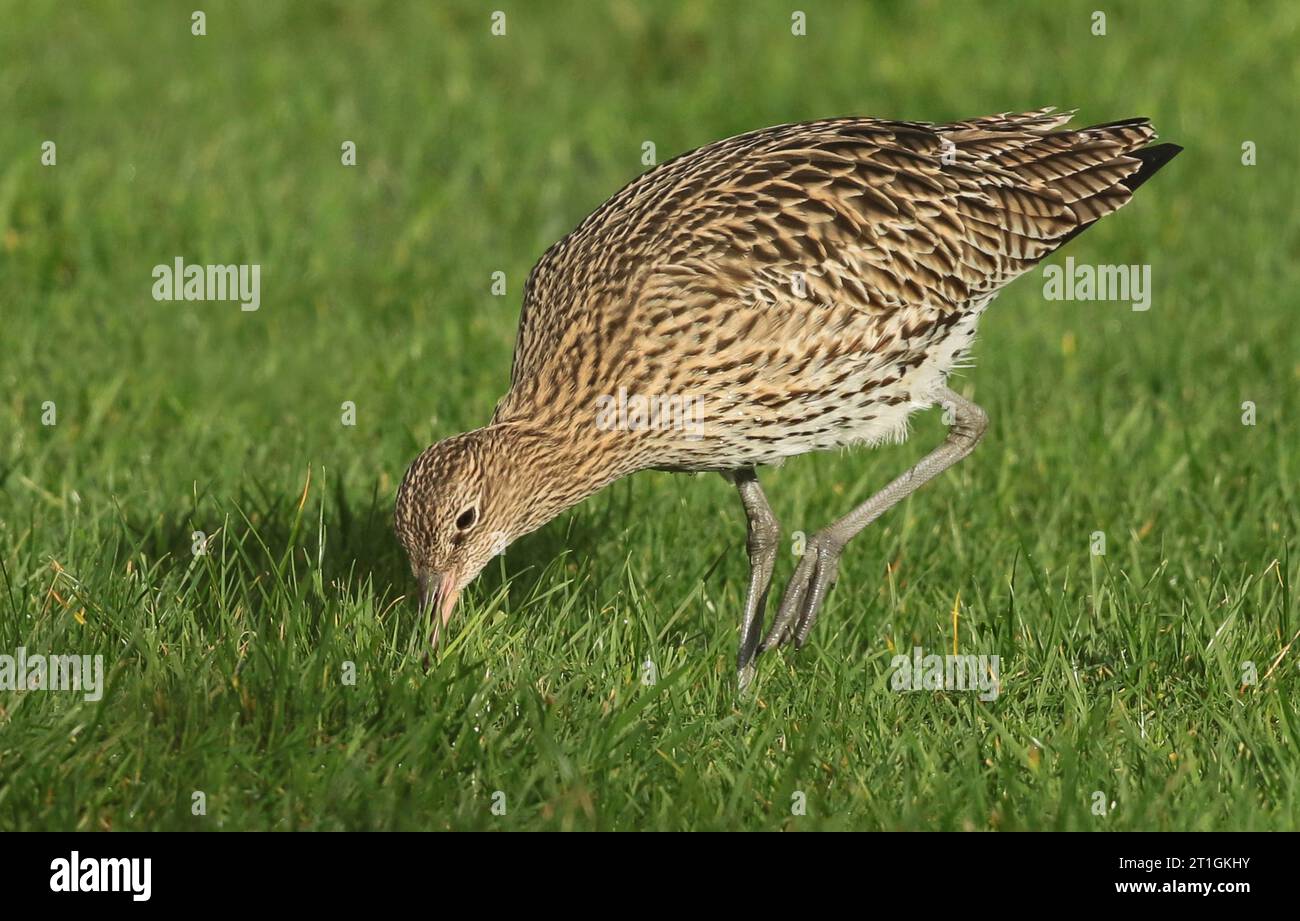 western curlew, Eurasian curlew, common curlew (Numenius arquata ...