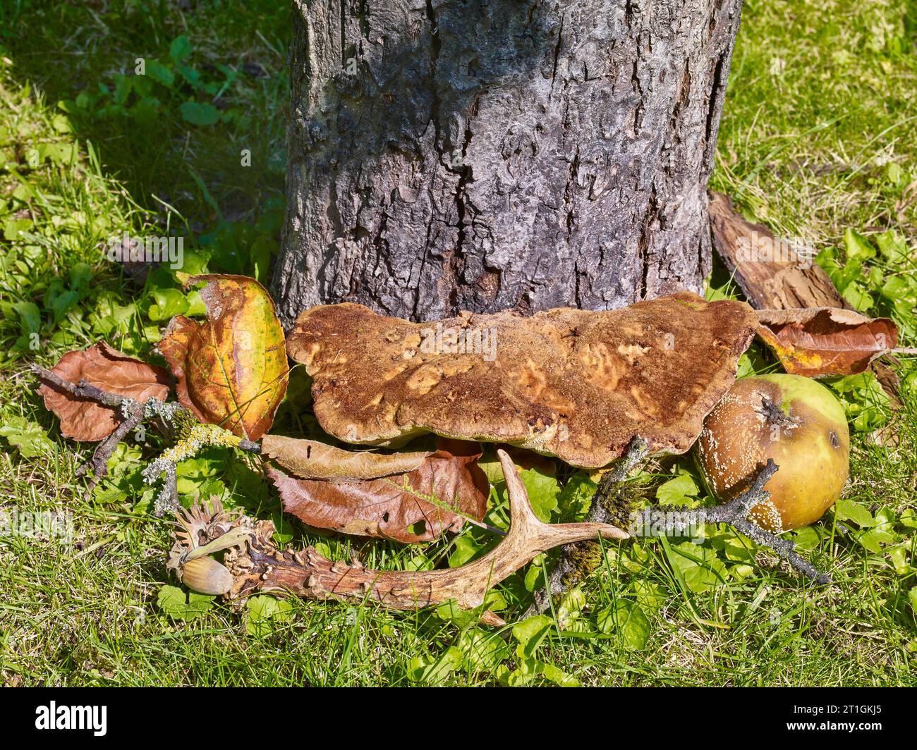 shaggy bracket (Inonotus hispidus), fruiting bodies at the foot of an ...