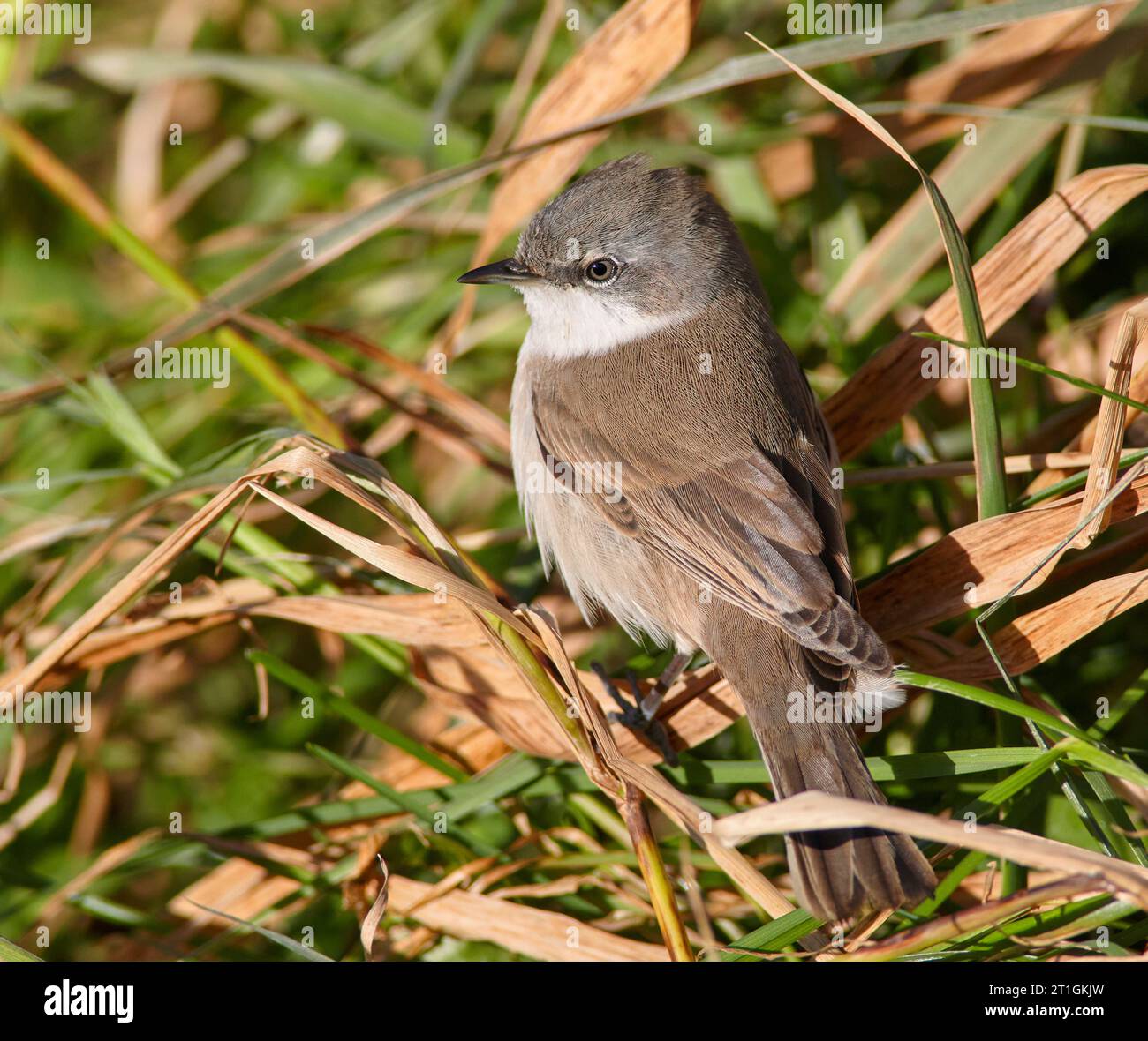Lesser whitethroat (Sylvia curruca, Curruca curruca), during autumn ...