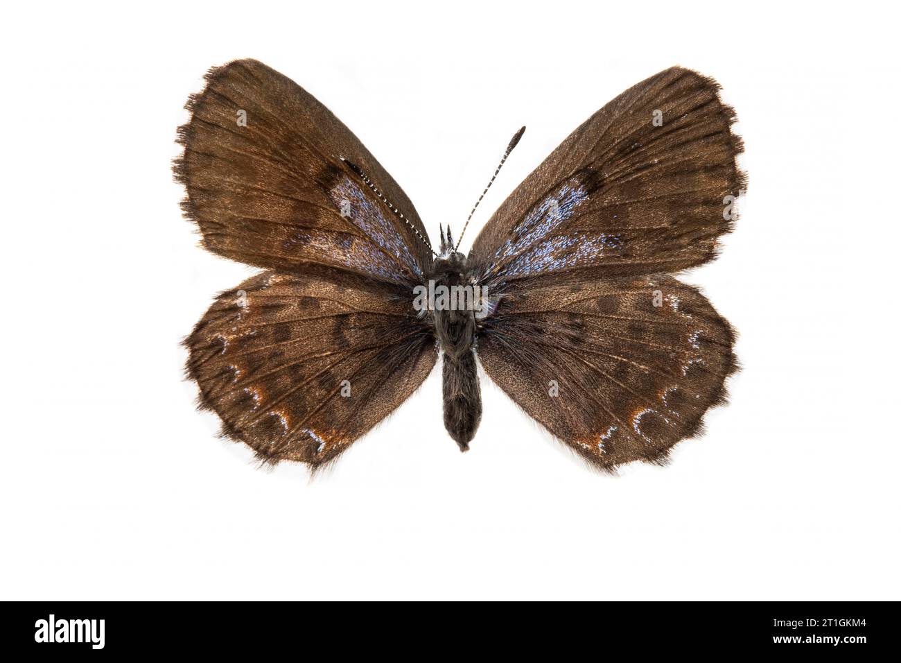 chequered blue (Scolitantides orion, Scolitantides ultraornata), female ...