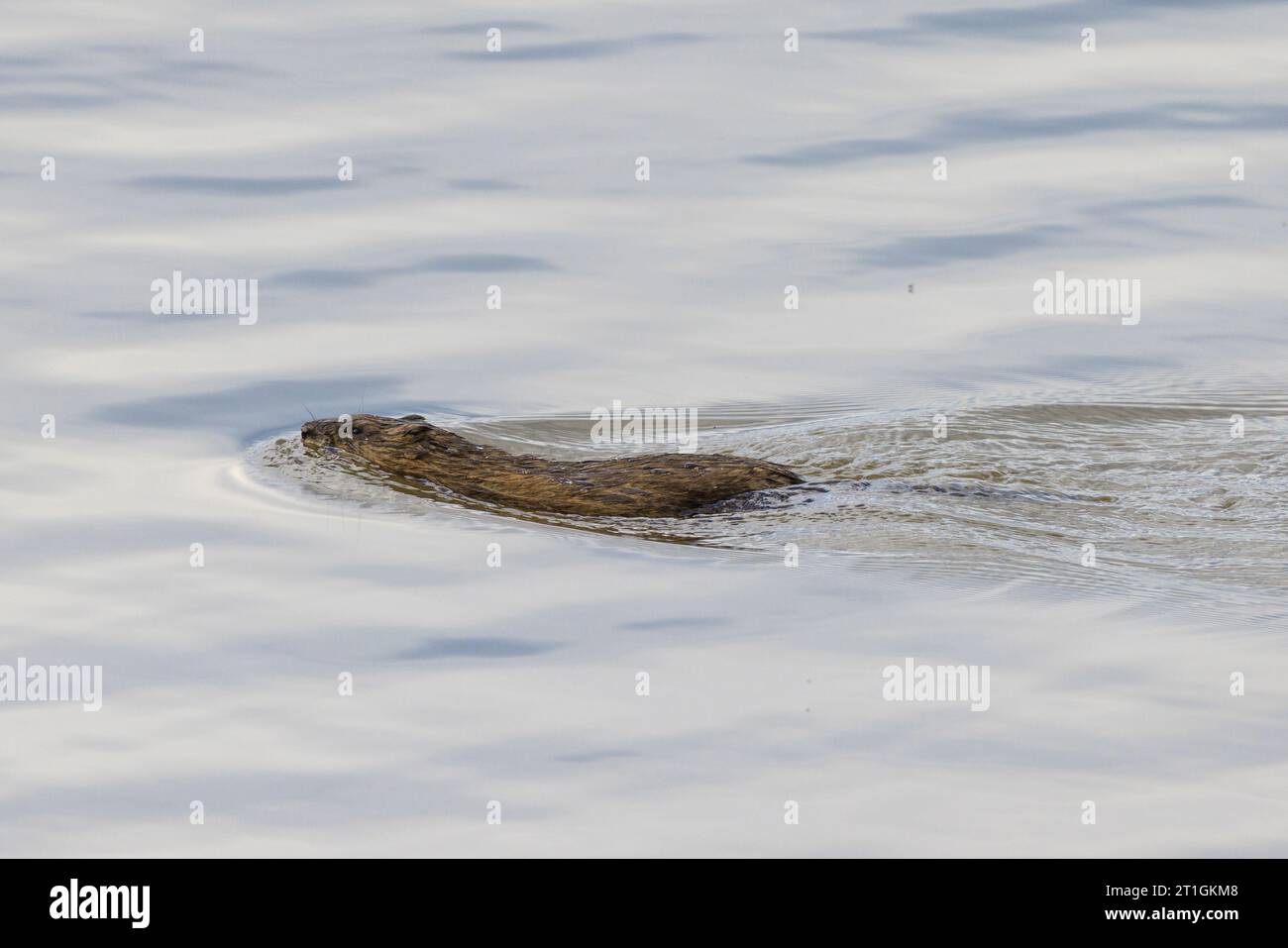muskrat (Ondatra zibethicus), swimming in a river, side view, Germany ...