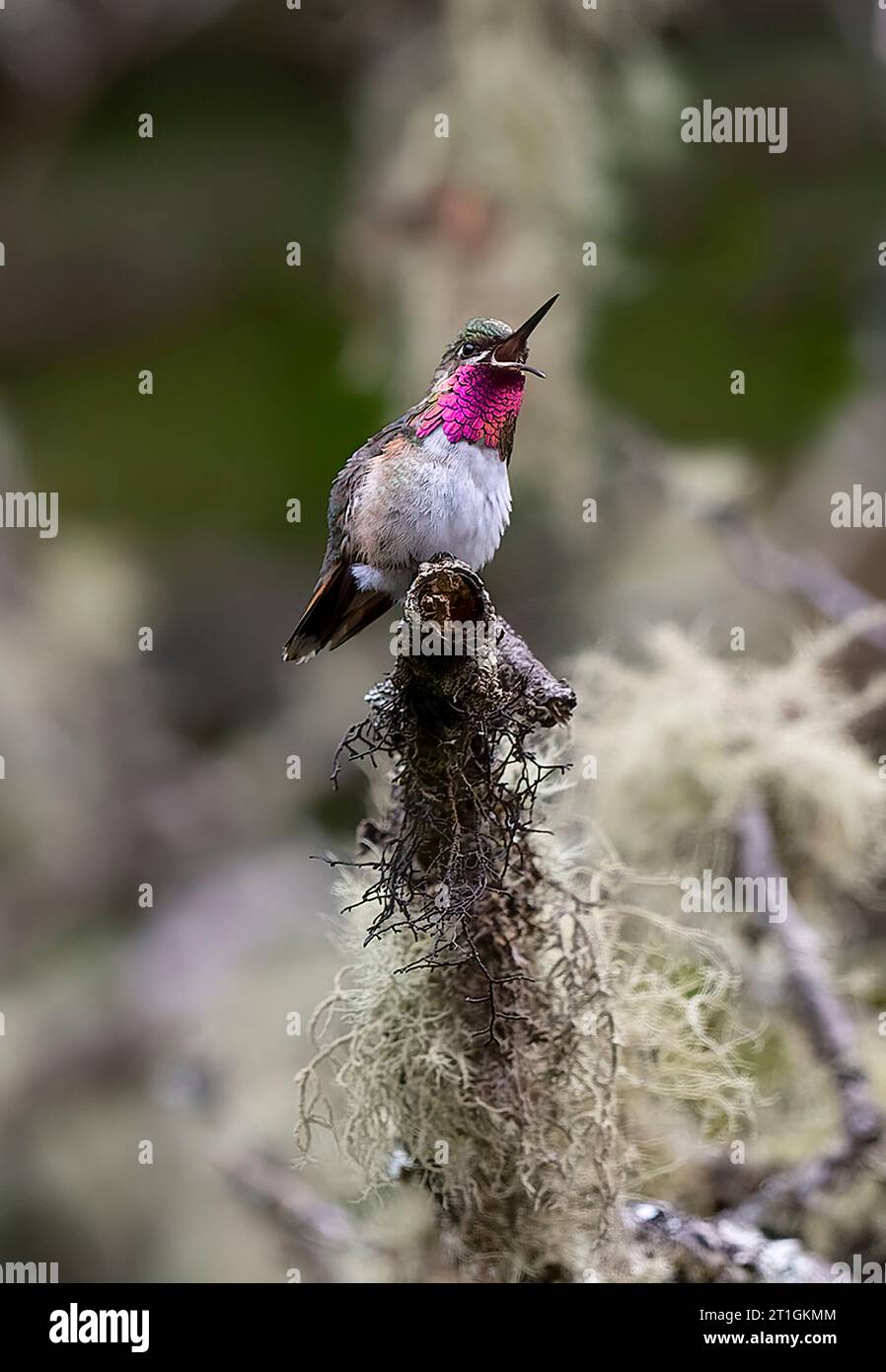 bumblebee hummingbird (Atthis heloisa margarethae, Atthis margarethae ...