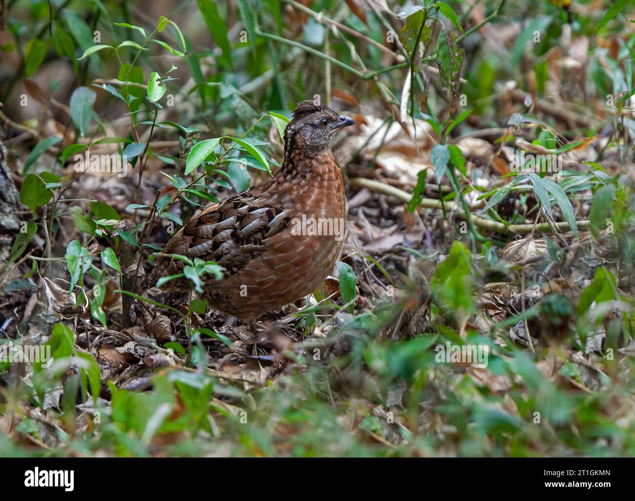 Singing quails hi-res stock photography and images - Alamy