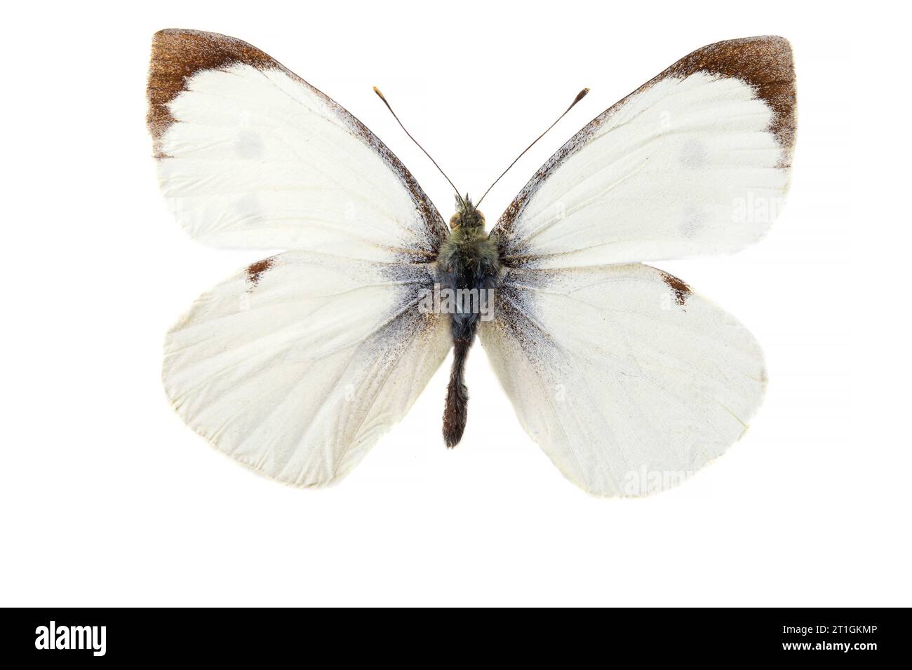large white (Pieris brassicae), male, upper side, cut out Stock Photo ...