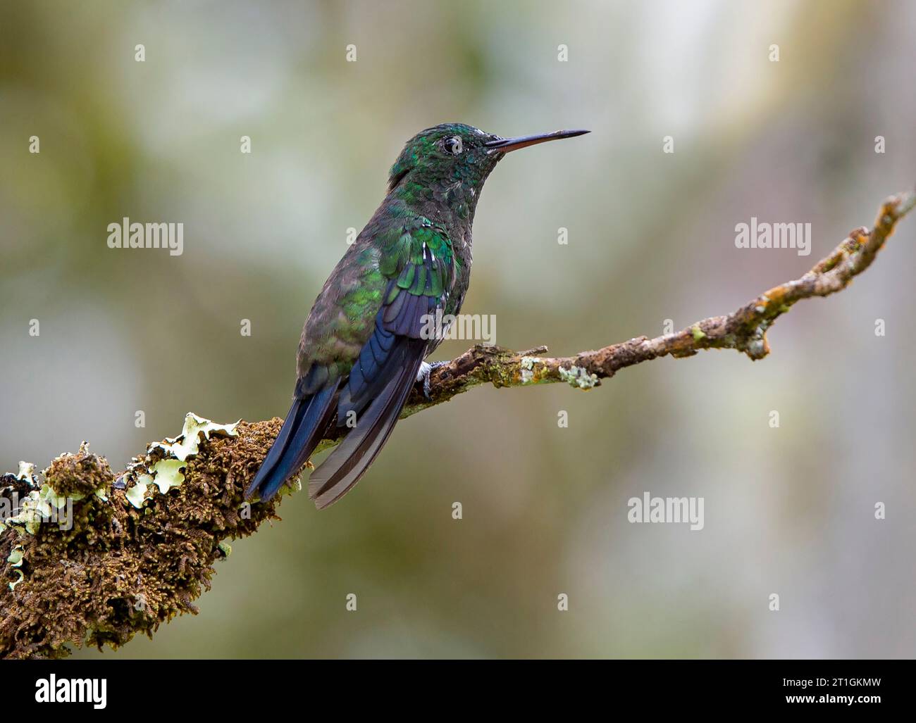 Steely-vented Hummingbird (Amazilia saucerottei warscewiczi ...