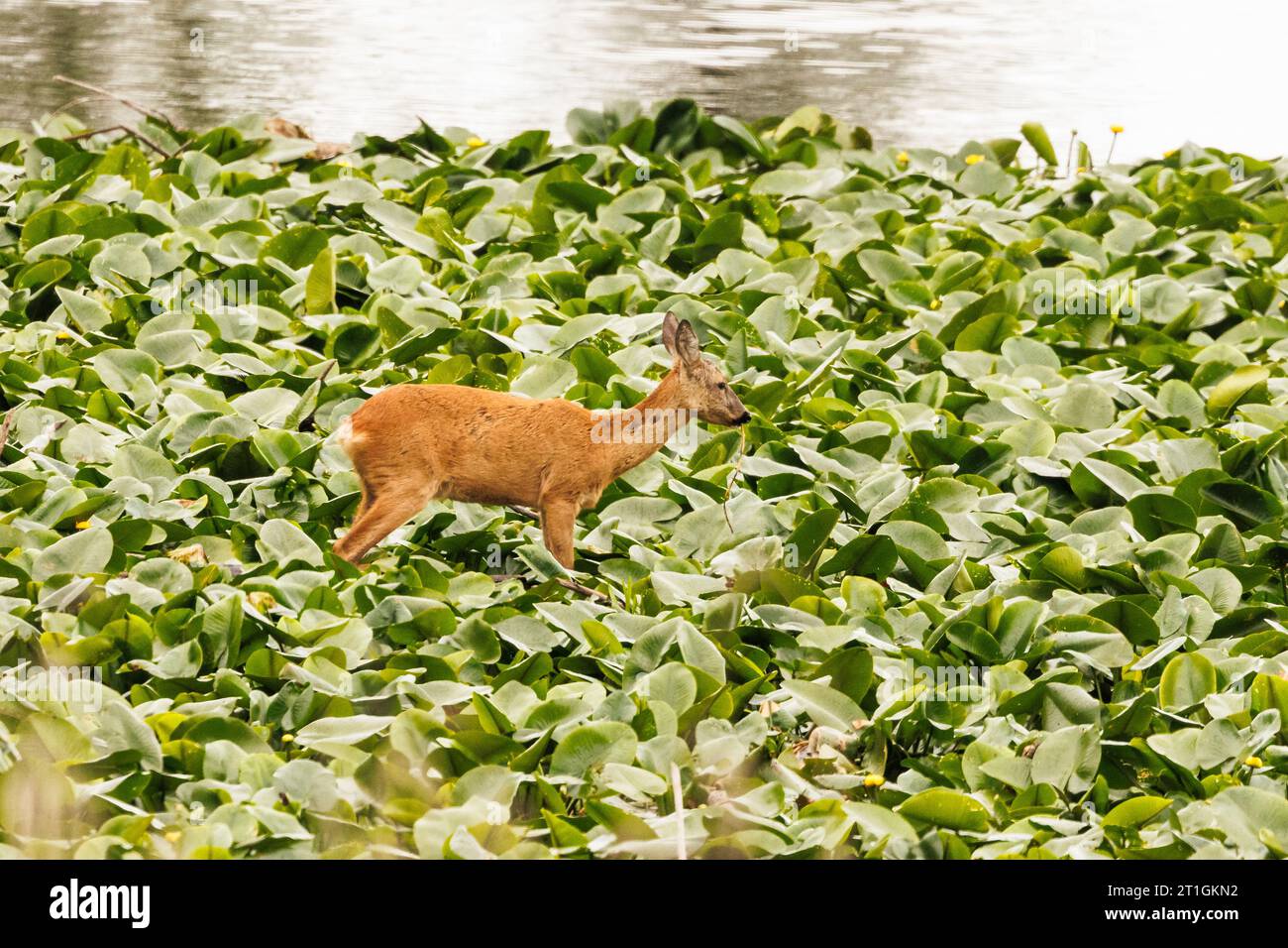 Female roe deer eating plants hi-res stock photography and images - Alamy
