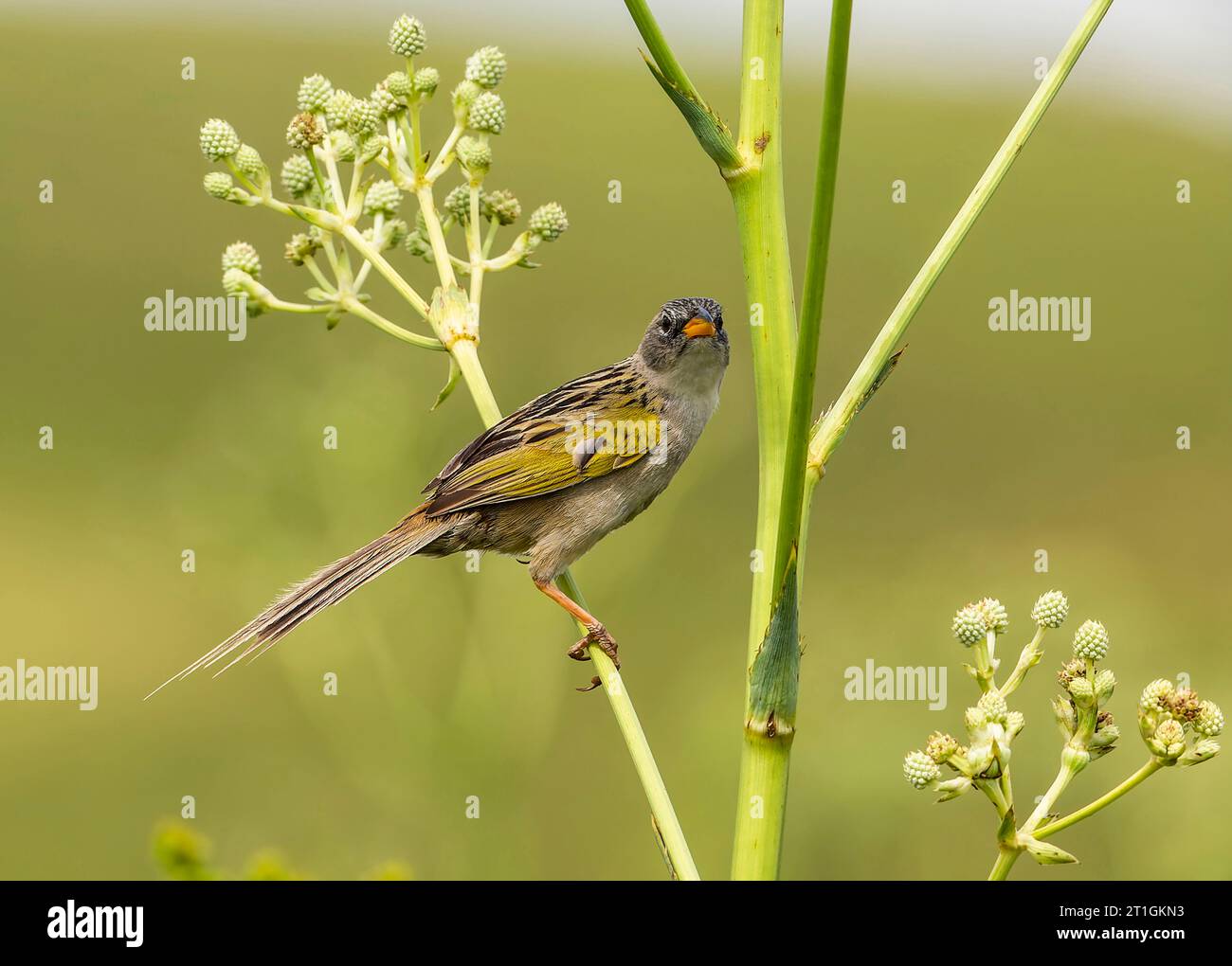 Lesser grass finches hi-res stock photography and images - Alamy