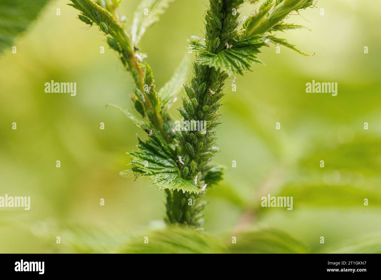 Meadow-sweet aphid (Macrosiphum cholodkovskyi), on meadowsweet ...