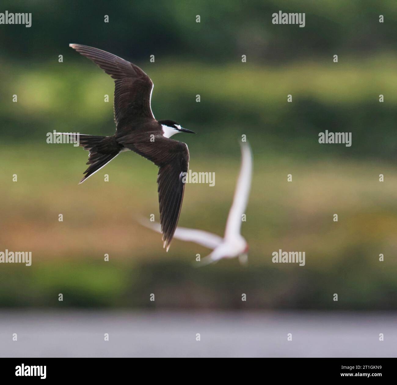 sooty tern (Sterna fuscata, Onychoprion fuscatus), in flight, United ...