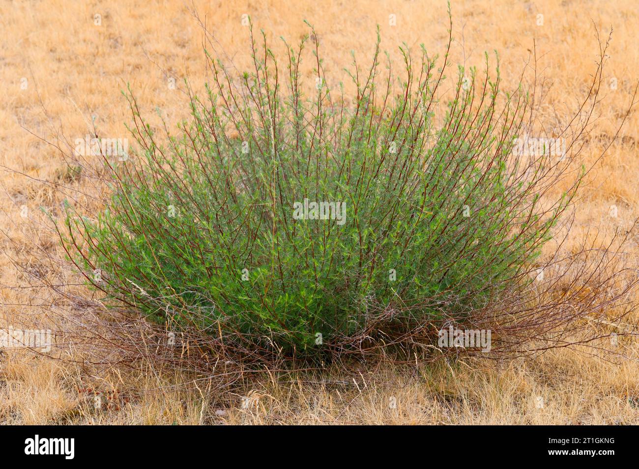 field wormwood, beach wormwood, northern wormwood, Breckland wormwood ...