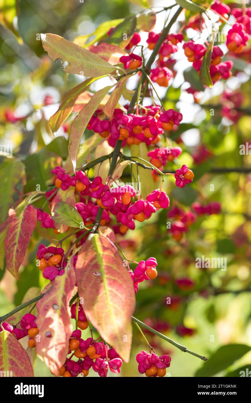 European spindle-tree (Euonymus europaea, Euonymus europaeus), branch ...