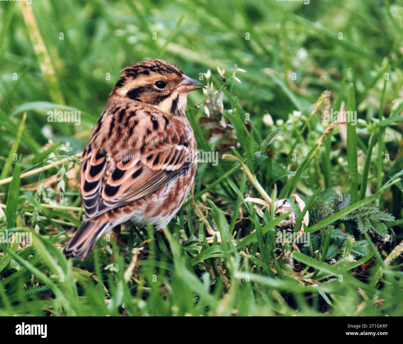 Emberiza rustica hi-res stock photography and images - Alamy