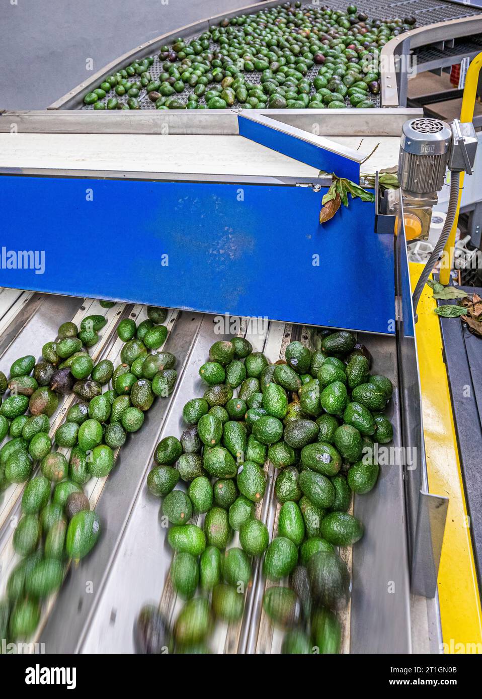 Sorting machine at Panchos Avocado packing plant in Morelia, Michoacan ...