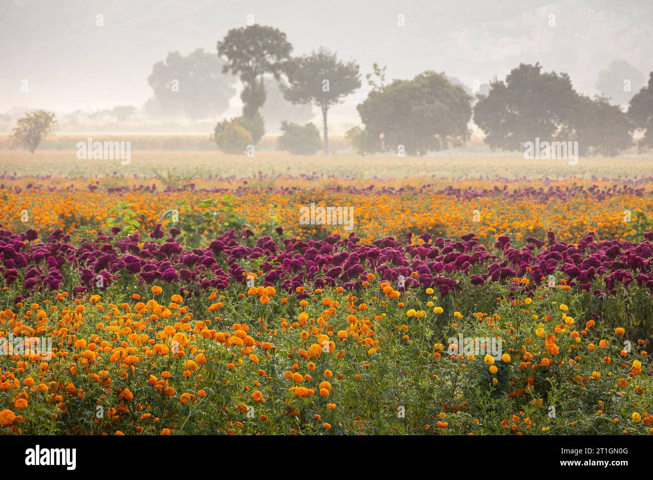 Marigold and Cockcomb (celosia cristata) flowers ready to harvest for ...
