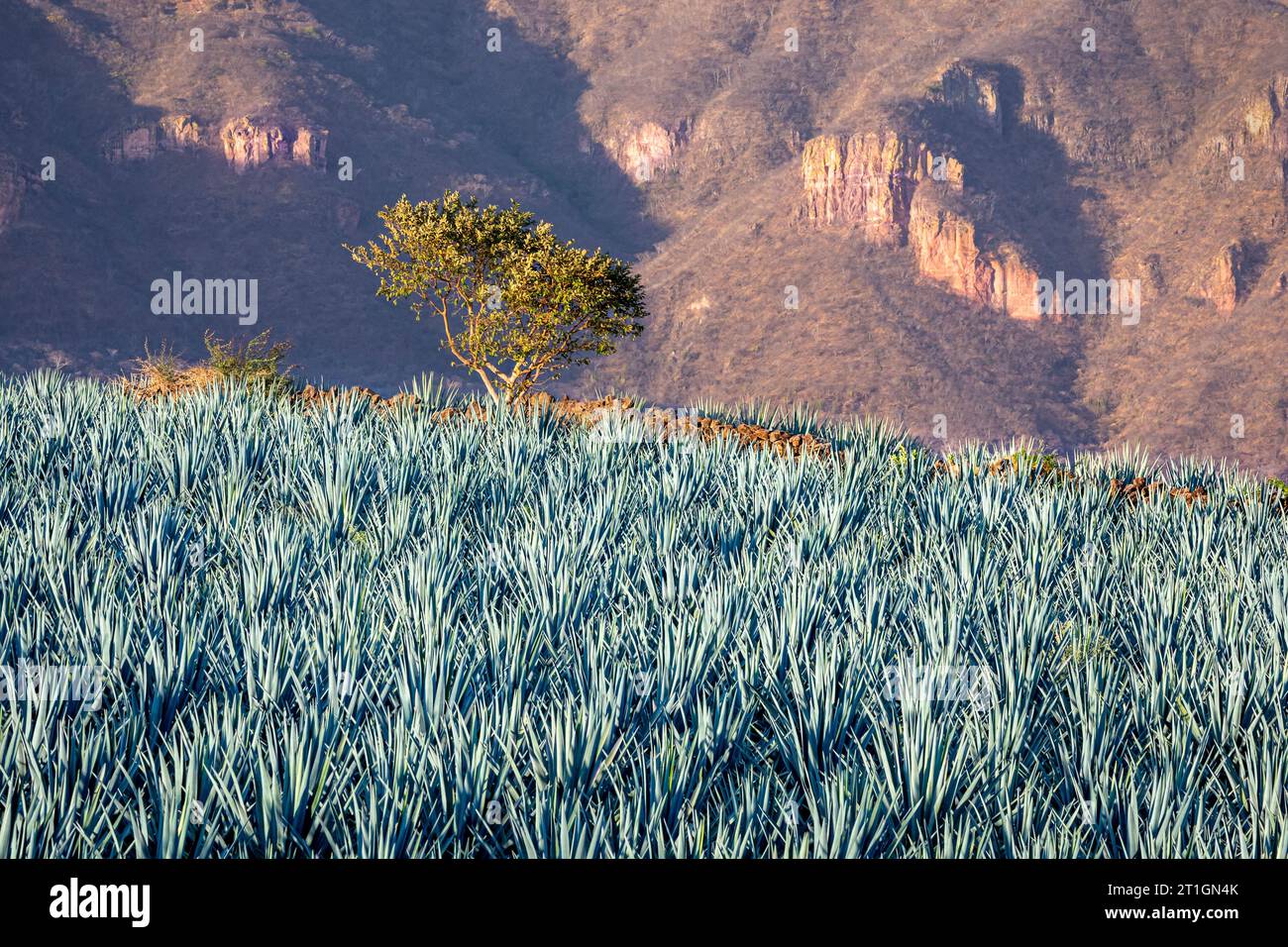 Blue agave cactus field on the edge of a canyon near Tequila, Jalisco ...