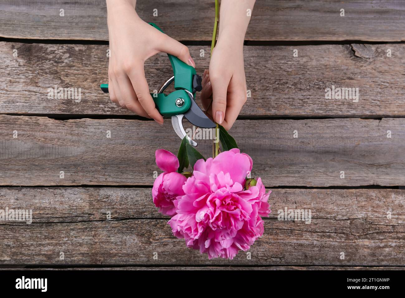 Woman trimming beautiful pink peonies with secateurs at wooden table ...